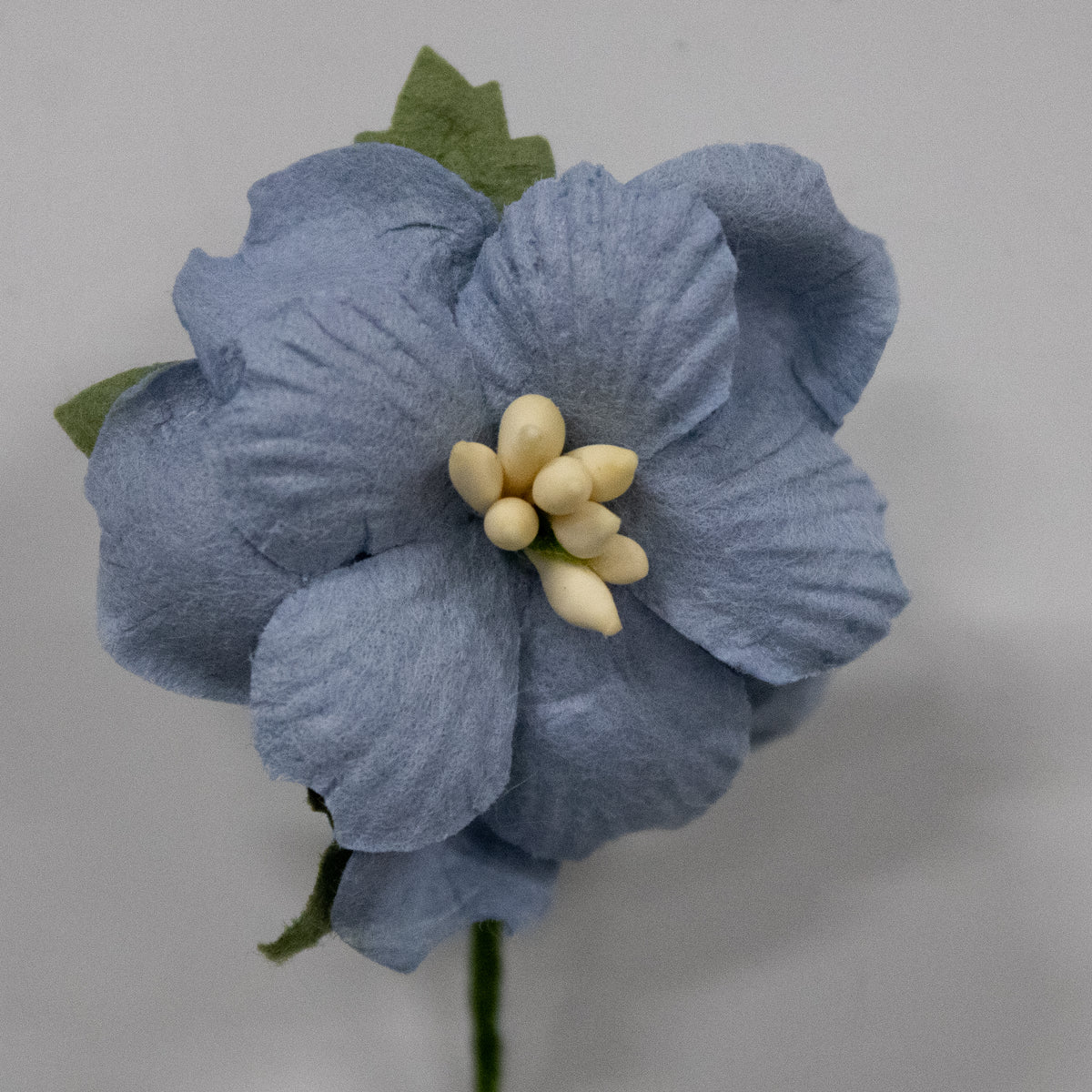 5 Crazy Ladies Flower Packs - Hepatica Small 5 pk | Paper Flourish