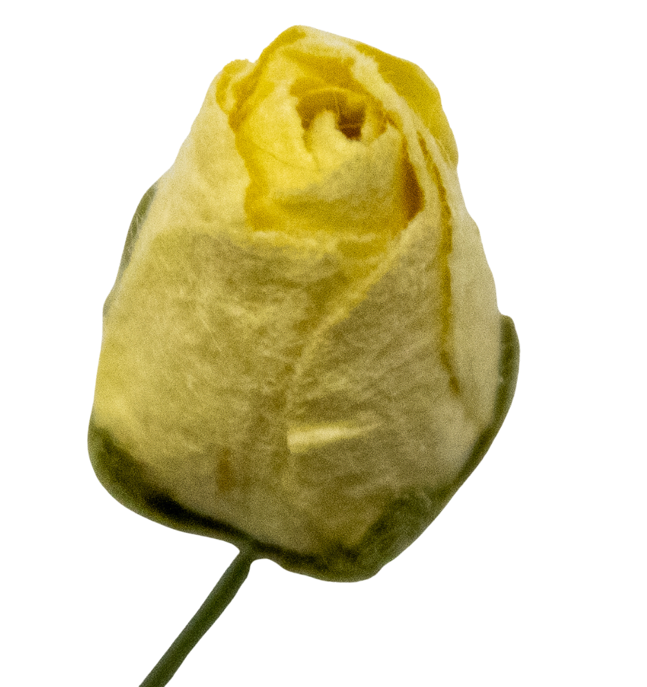 5 Crazy Ladies Flower Packs - Rose Buds 10pk | Paper Flourish